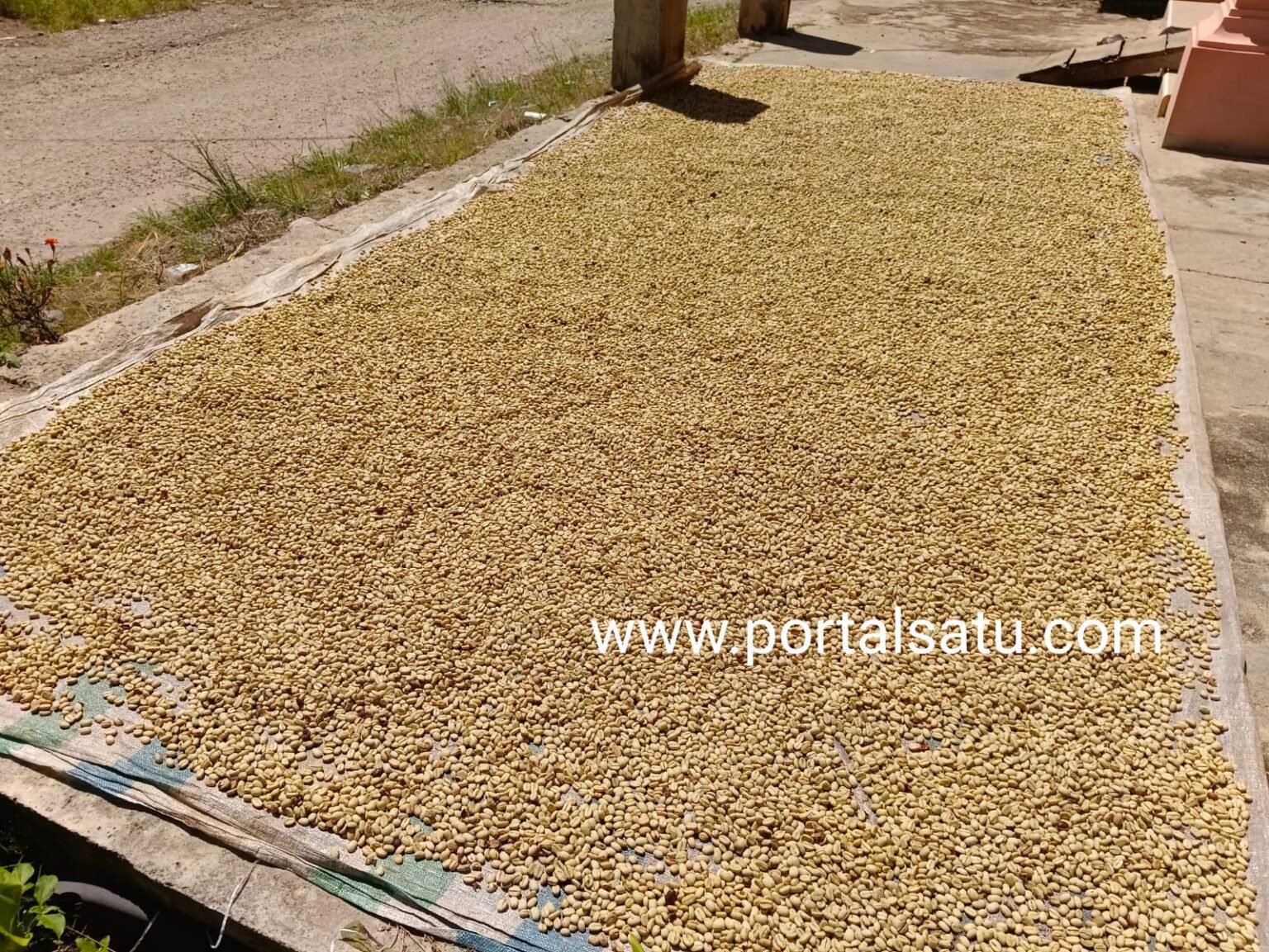 Harga Gabah Kopi Arabika di Gayo Lues Kembali Melambung Pascabanjir ...